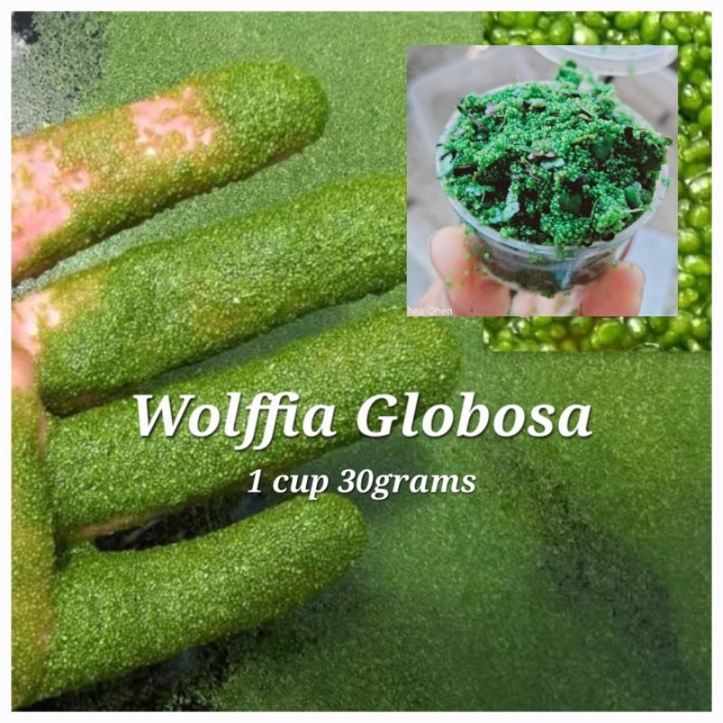 wolffia globosa 1 cup 30grams , floating plant rootless lowtech plant for pond | Shopee Philippines