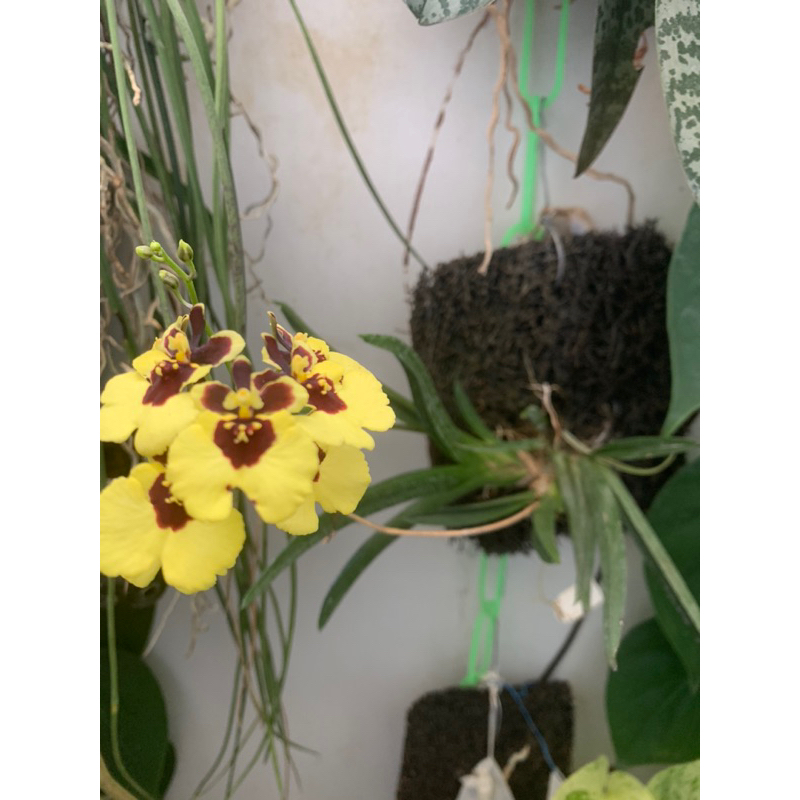 Fern slab for Orchids approx 5 x 5 in - 3 pcs with wire and label ...