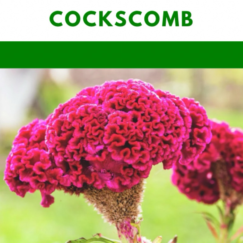 Flower COCKSCOMB mixed colors repacked seeds gardening | Shopee Philippines
