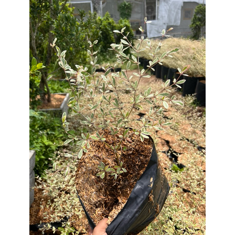 AFRICAN TALISAY VARIEGATED SMALL SIZE | LIVE PLANT | FOR LANDSCAPE ...