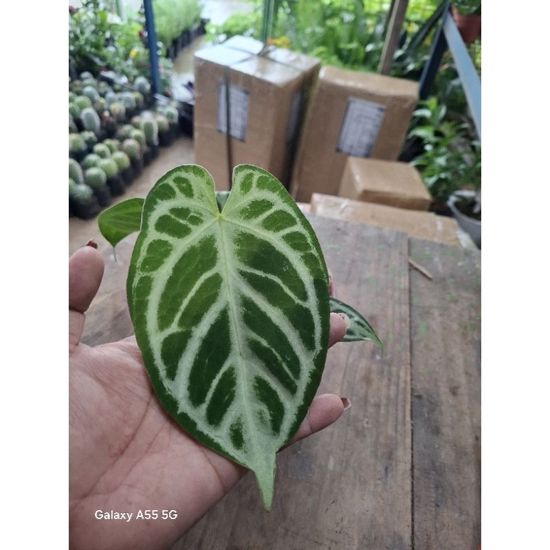 crystal hope anthurium*** collectibles | Shopee Philippines