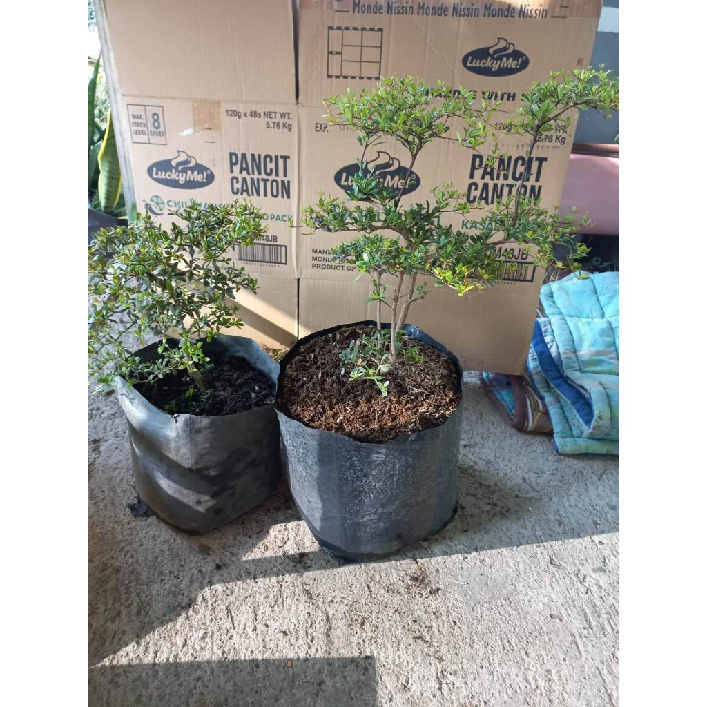 BUCIDA PLANT BUCIDA BONSAI ELEGANT ORNAMENTAL TREE FOR MODERN SPACES ...