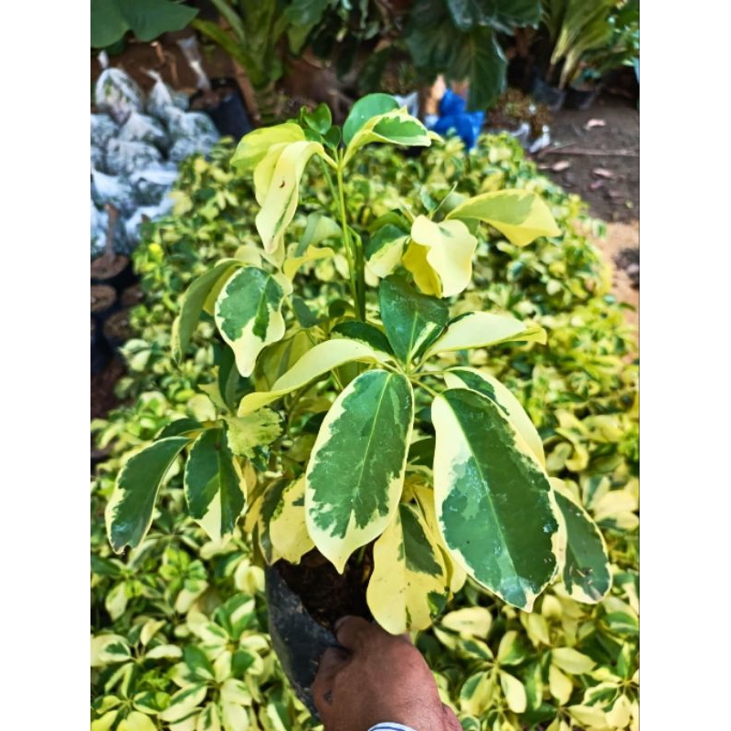 Schefflera (Suplera / FIVE FINGERS LIVE PLANTS) | Shopee Philippines