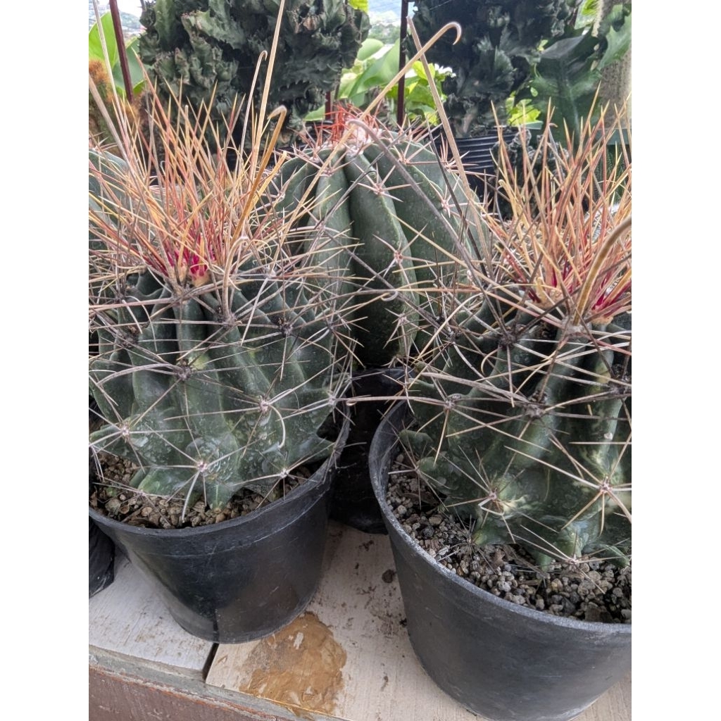 Ferocactus Hamacathanthus Semi Big Pots Rare | Shopee Philippines