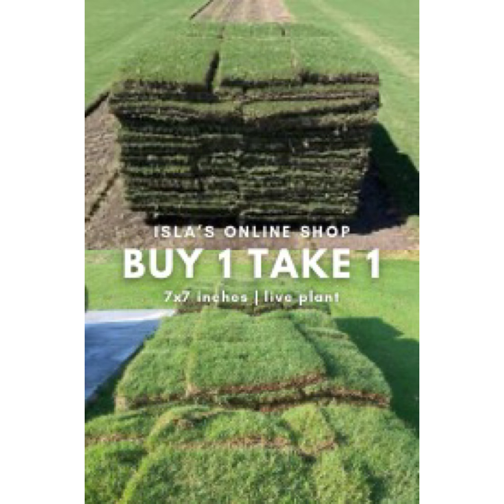 BUY 1 GET 1‼️ Bermuda Grass blocks (WELL ESTABLISHED) | Shopee Philippines