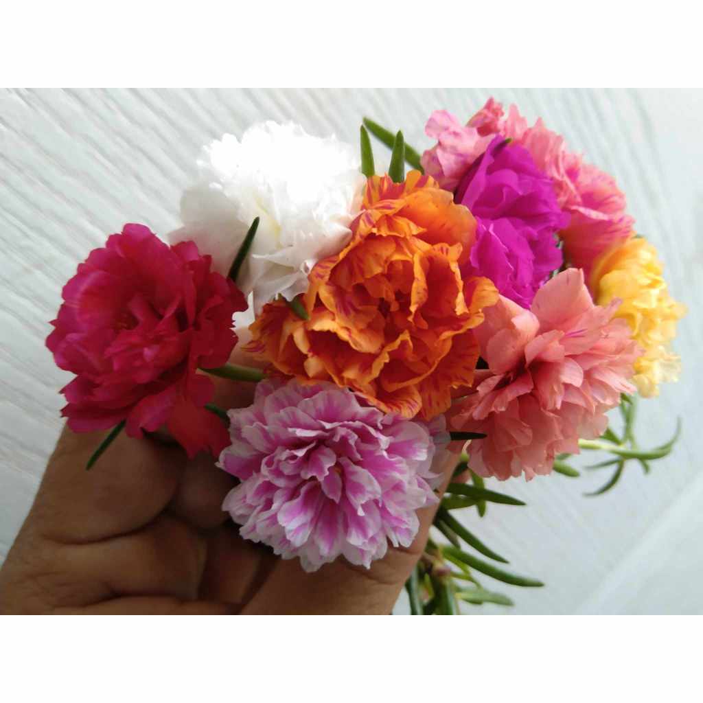 Assorted Vietnam Rose | Alas Dyes Plants - Best For Your Garden ...