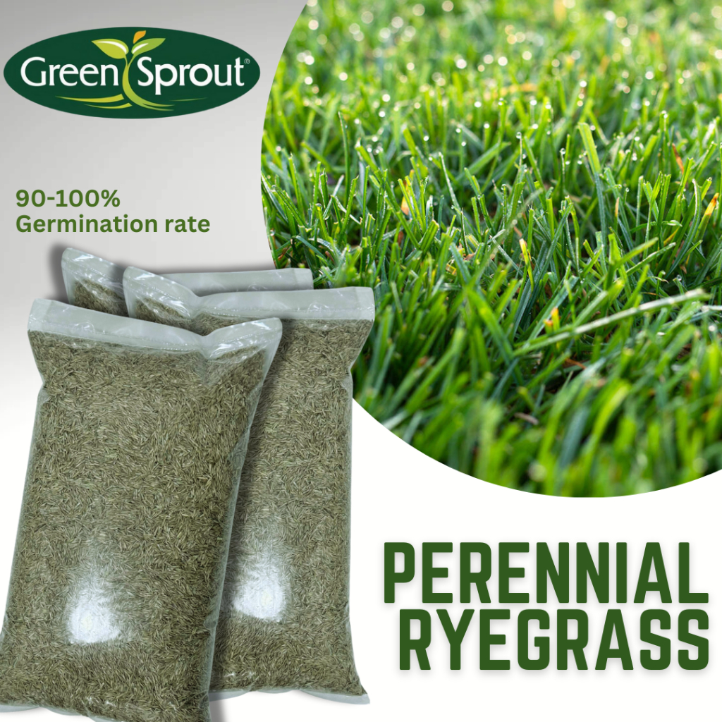 Rye Grass Seeds Tester 10g - Pang Malamig na Lugar | Green Carpet Lawn ...