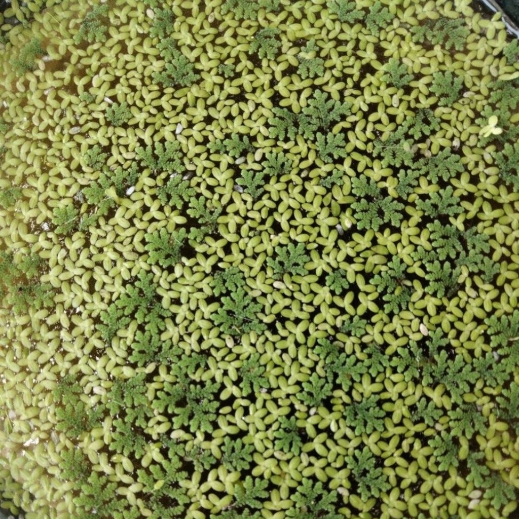 Azolla /Duckweed Mix | Shopee Philippines