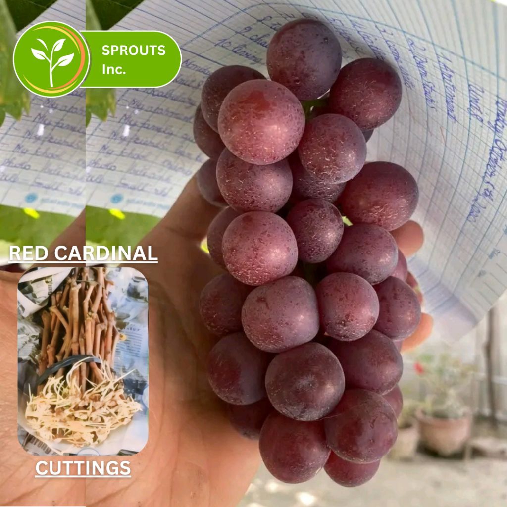 Grapes Red Cardinal Seed Cuts | Shopee Philippines