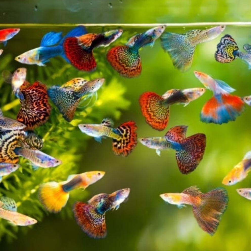 Artificial plants & GUPPY CHOPS (10PCS) | Shopee Philippines