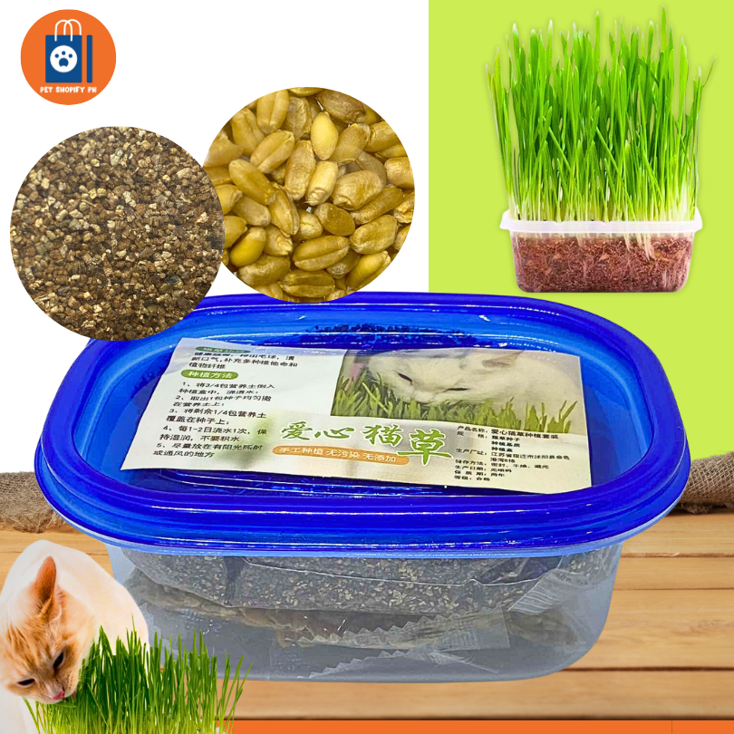 Organic Cat Grass Seed Plant in a TUB Healthy Cat Food Cat Grass Seeds ...