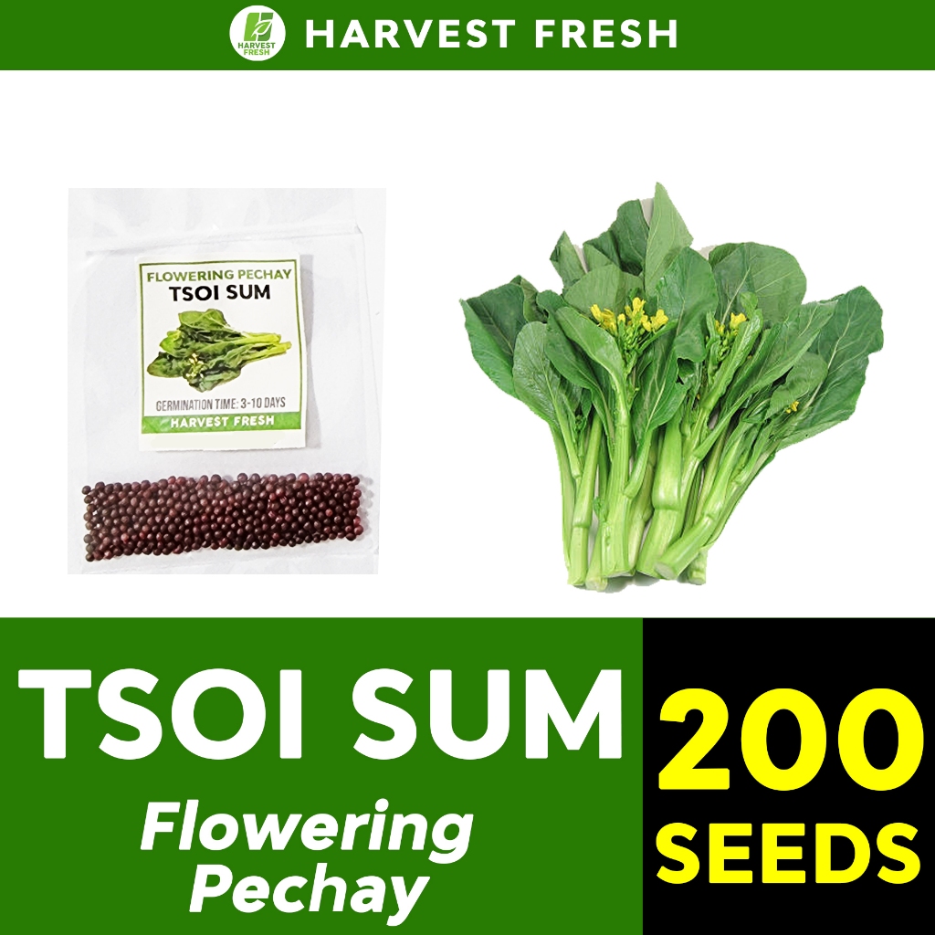 Vegetable Seeds - Ampalaya Upo Okra Sitao Bataw Kalabasa Patola Sitsaro ...