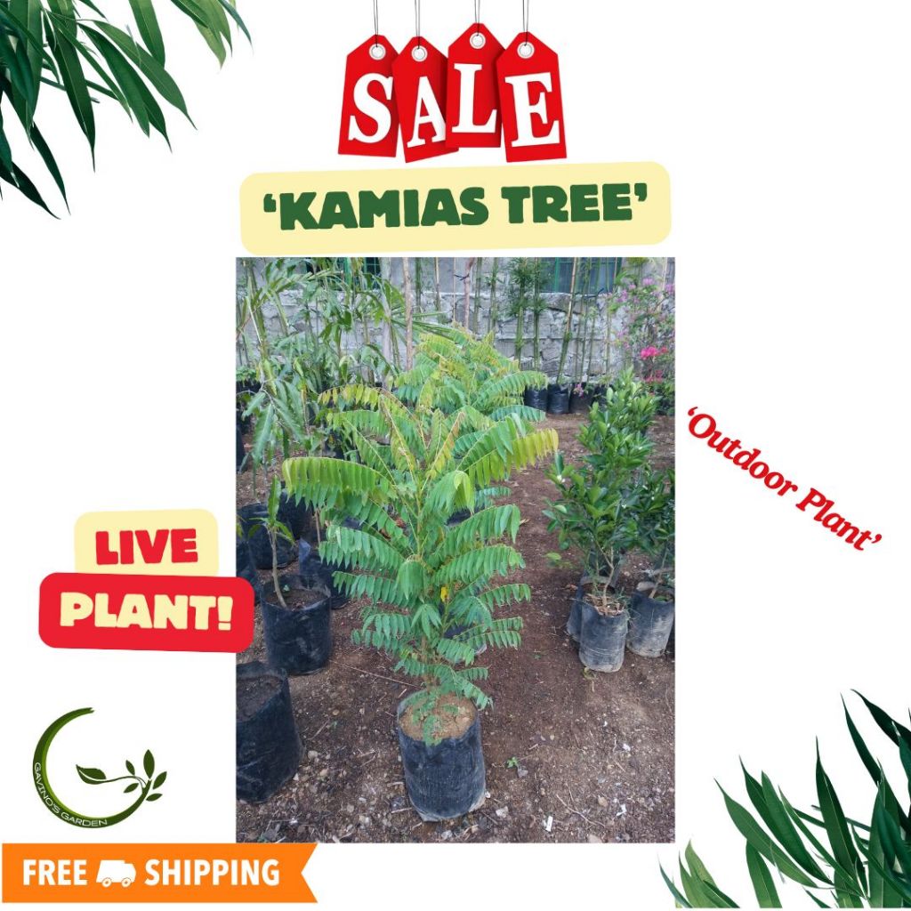 Kamias Tree/Outdoor Plant/ 2-3ft ht/ Outdoor-LIVE PLANT!! | Shopee ...
