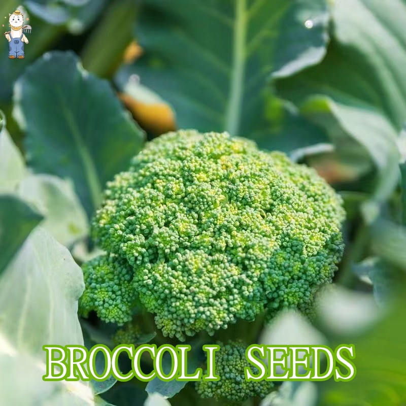 Broccoli Seeds - (200seeds/pack) Broccoli Vegetable Seeds / Broccoli ...