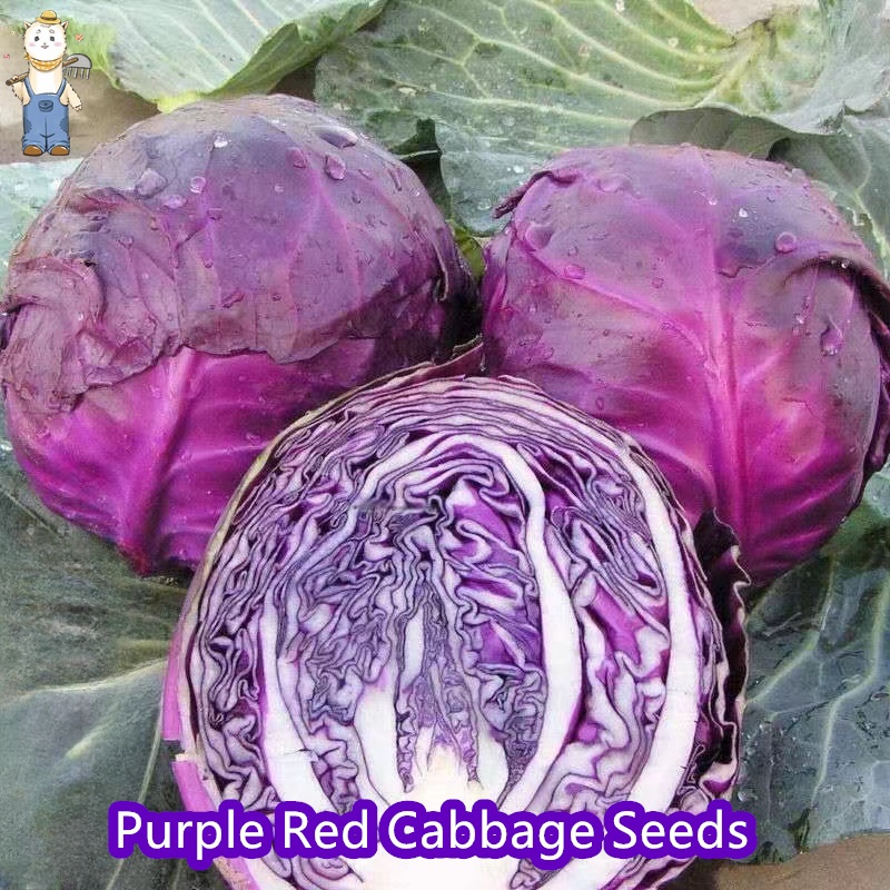Purple Red Cabbage Repolyo Vegetable Seeds - (150 seeds/pack) Purple ...