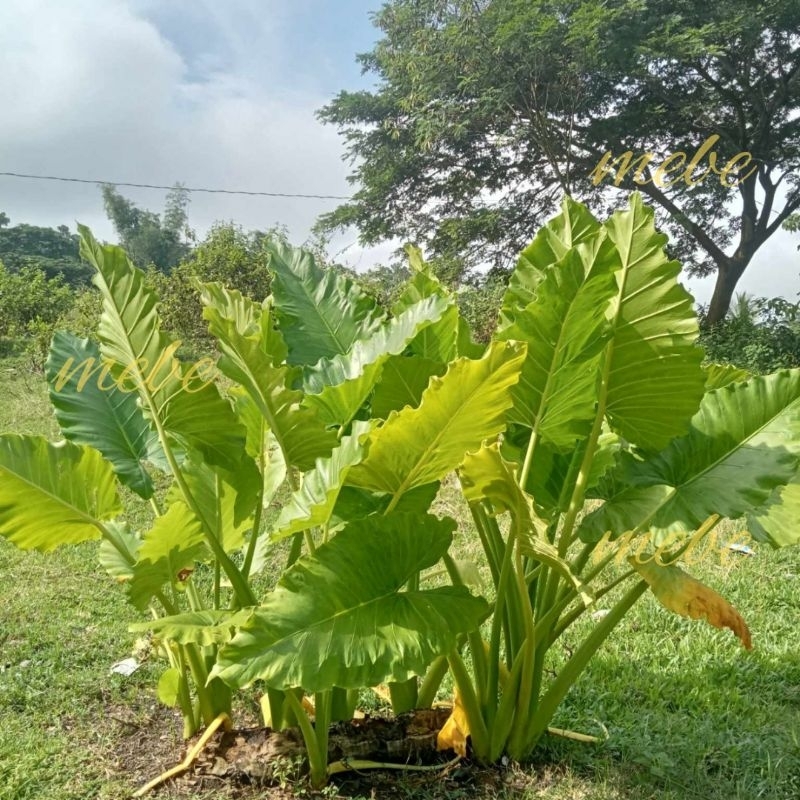 Non-edible Big Swamp Taro Bulbs/Elephant Ear/Badiang/Galyang (Luzon ...