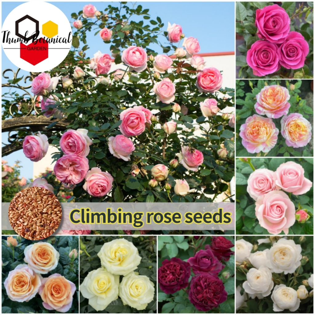 100seeds/pack Mixed Colors Climbing Rose Seeds Bonsai Flower Seed ...