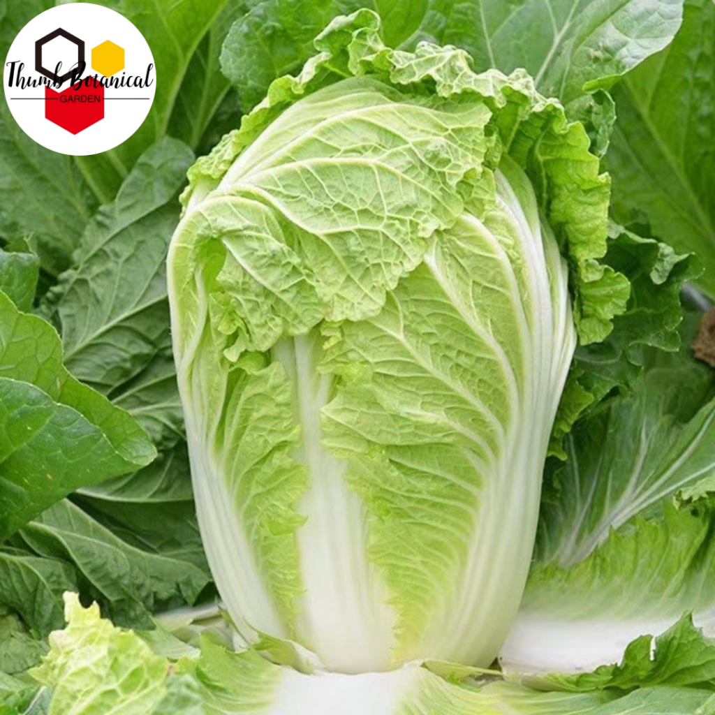 200 seeds/pack CHINESE CABBAGE SEEDS / PECHAY BAGUIO SEEDS | Shopee ...