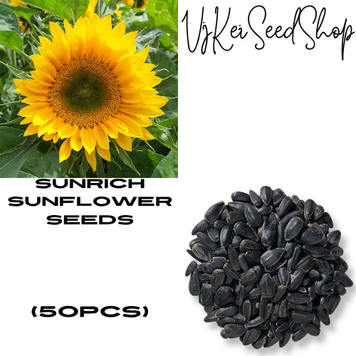 Sunflower "Sunrich Orange" Seeds (50pcs) | Shopee Philippines