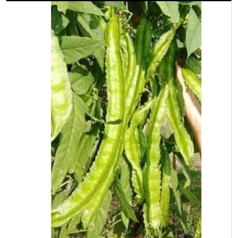 Hybrid sigarilyas long winged bean certified seeds high Germination ...