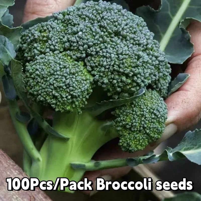 100Pcs/Pack Broccoli seeds-Green organic Vegetable Seeds | Shopee ...