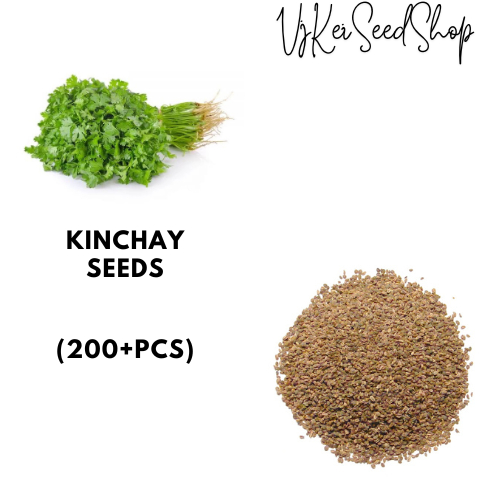 Shop kinchay for Sale on Shopee Philippines