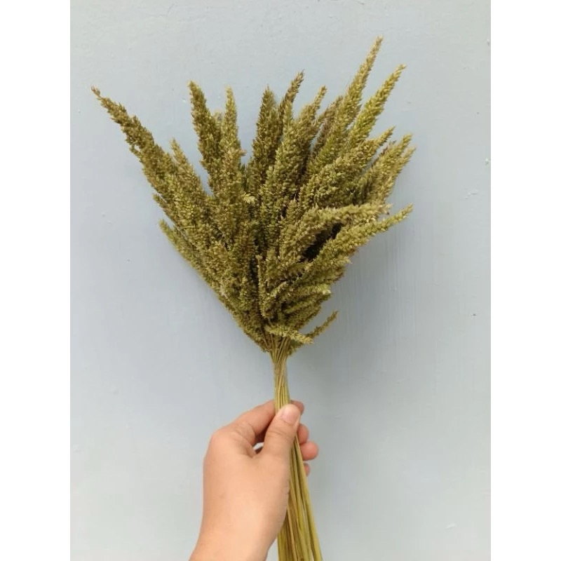 Trigo (dried) SOLD PER BUNDLE | Shopee Philippines