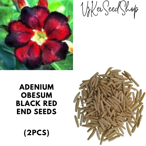 Adenium Obesum "Black Red End" Seeds (2pcs) | Shopee Philippines
