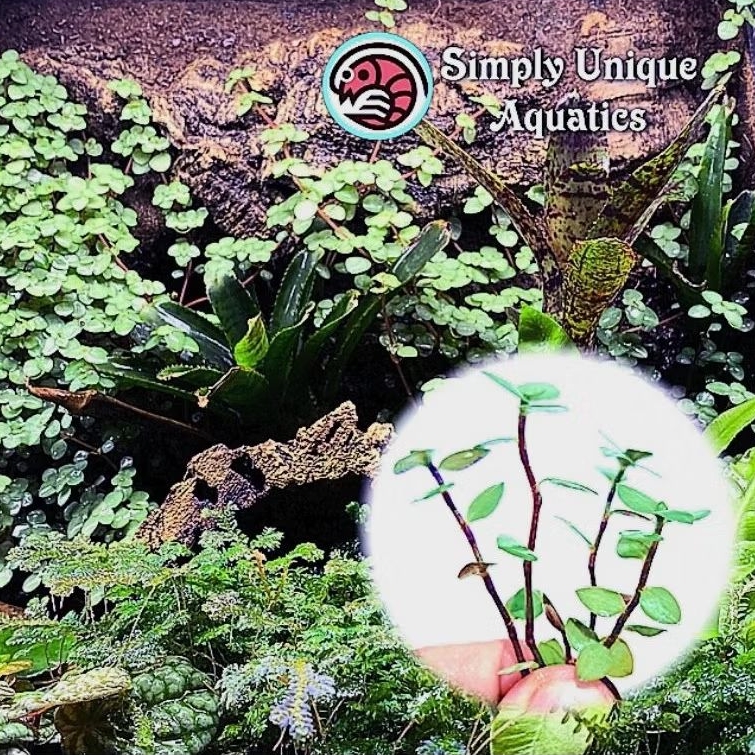 Tiny Terrarium Plant Dwarf Callisia Repens | Shopee Philippines