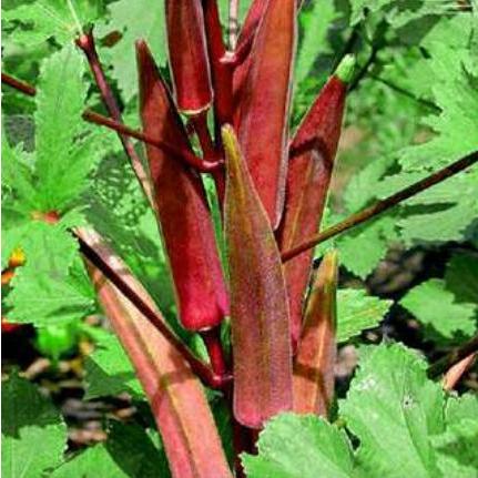Red Okra Seeds（50seeds/1pack)Okra Red Variety | Saluyot Red Okra ...