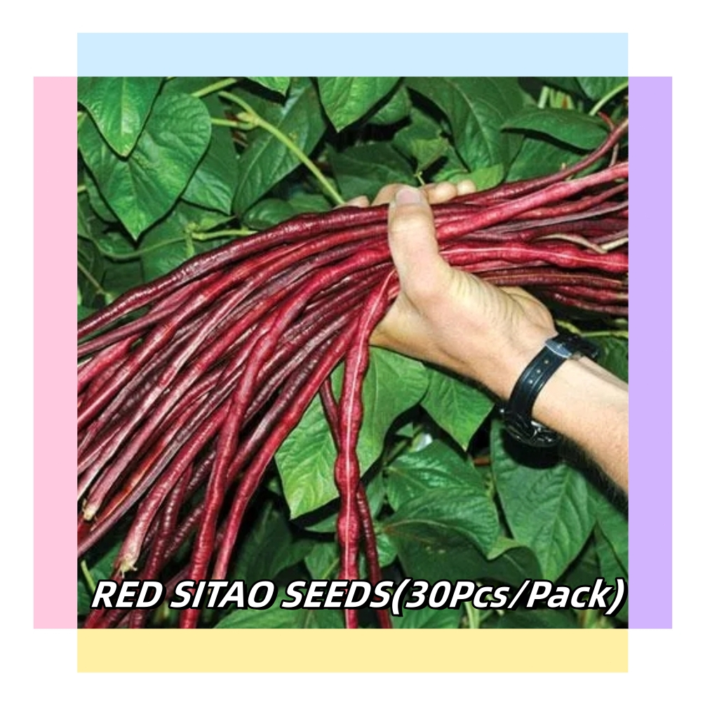RED SITAO SEEDS(30Pcs/Pack)-Red Long Beans Sitao Vegetable Seeds ...