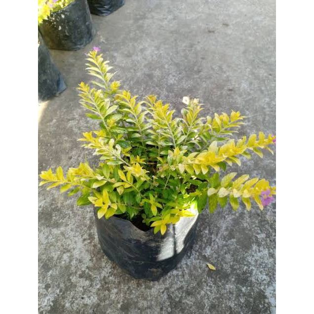 Chinese Golden Kopia with FREE garden soil and pebbles | Shopee Philippines