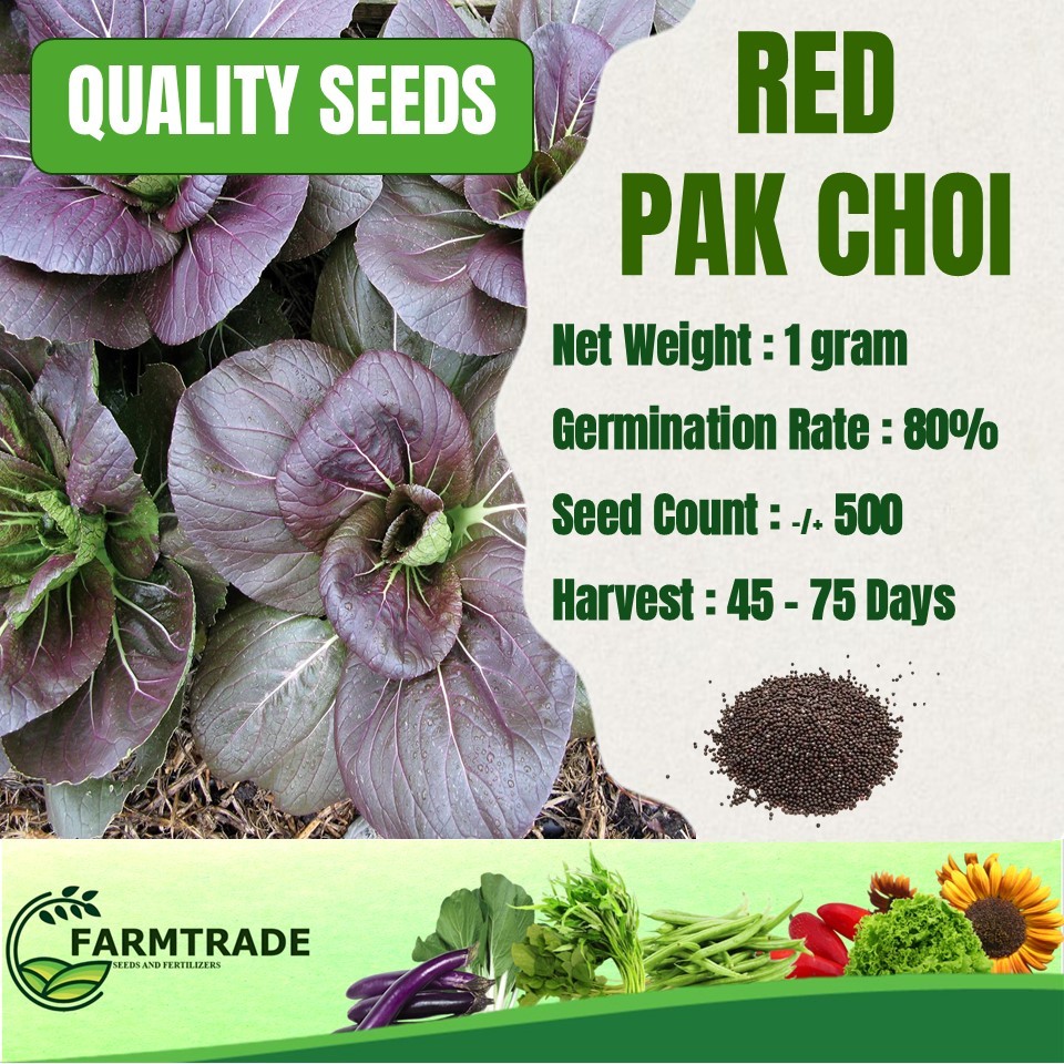 Hybrid Mini Red Pak Choi / Red Bok Choi Seeds (500 seeds) | Shopee ...