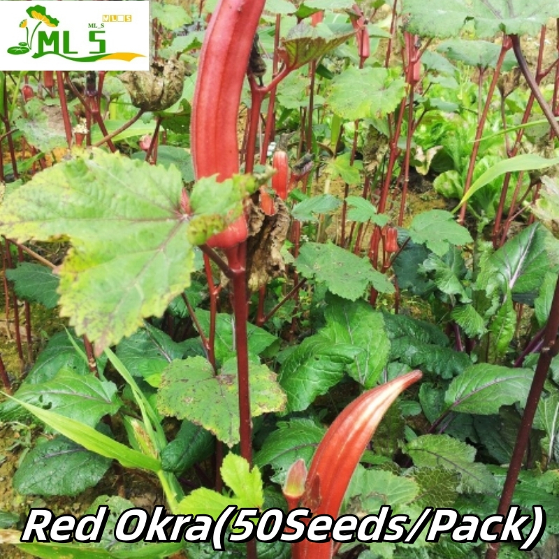 Red Okra Seeds(50Seeds/Pack)-Hybrid Okra Red Variety Vegetable Seeds ...