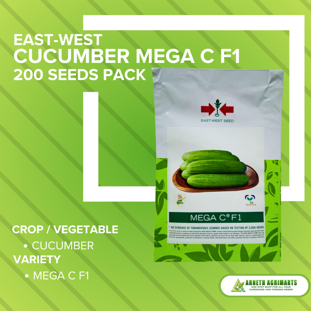 CUCUMBER SEEDS MEGA C F1 ASENSO PACK BY EAST WEST SEEDS | Shopee ...