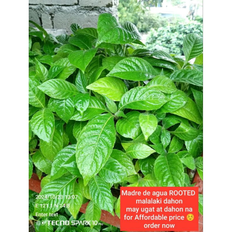 SURE HIGH QUALITY 100% MADRE DE AGUA ROOTED AND MADRE DE AGUA CUTTINGS ...
