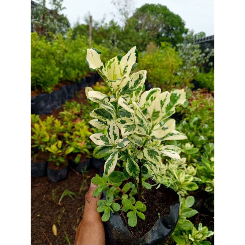 variegated rosal outdoor gardening ideas | Shopee Philippines
