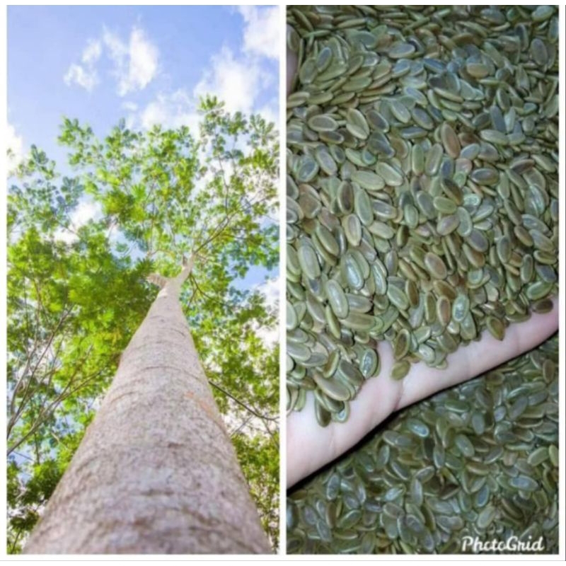 falcata seeds (1/4 kilo ) | Shopee Philippines
