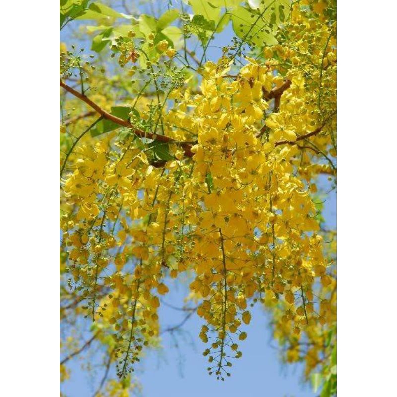 Golden Shower tree seedlings Cassia fistula x javanica | Shopee Philippines