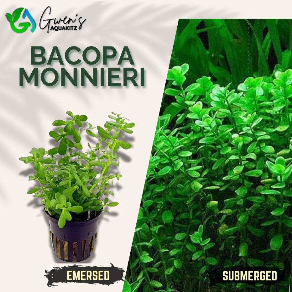 BACOPA MONNIERI (10stems/Order) by Gwen's Aquakitz - Common Aquatic ...