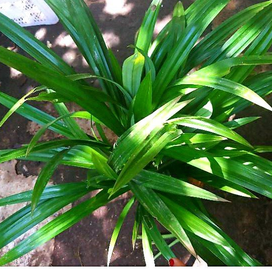 Pandan seedlings Aromatic Mabango edible Seedlings | Shopee Philippines