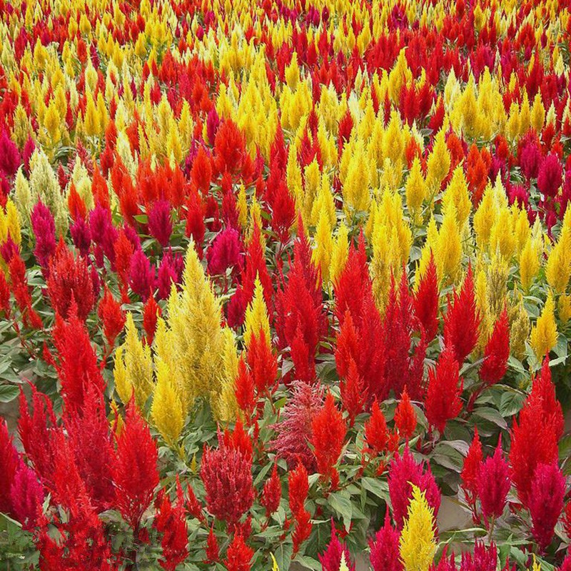 100 Seeds Mixed Celosia Plumosa Flower Seeds for Planting Flowering ...
