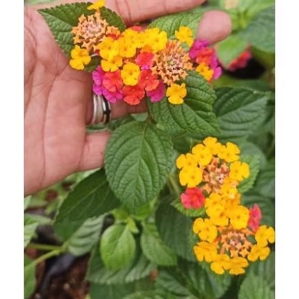Lantana Kamara Koronitas Kantutay seedlings | Shopee Philippines