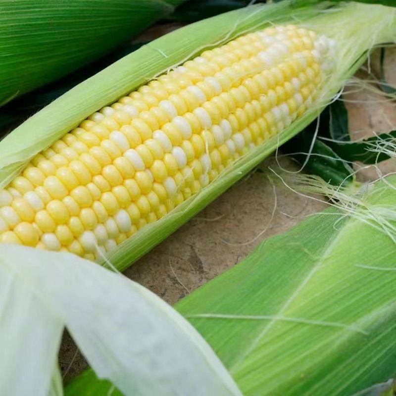 ( 20 SEEDS ) SUPER SWEET CORN SEEDS - vegetable seeds | Shopee Philippines