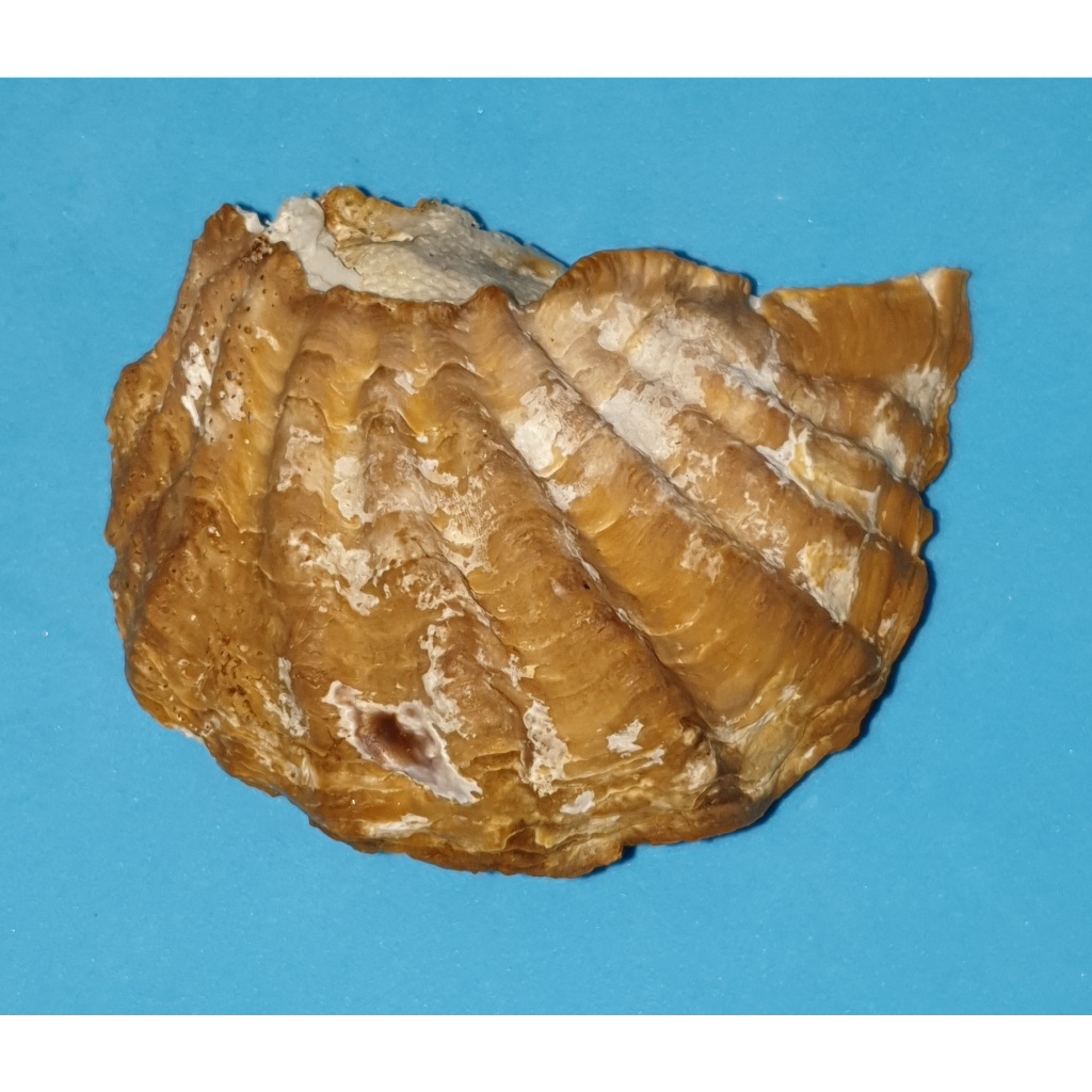 OSTREA STENTINA. Uncommon Shell. | Shopee Philippines