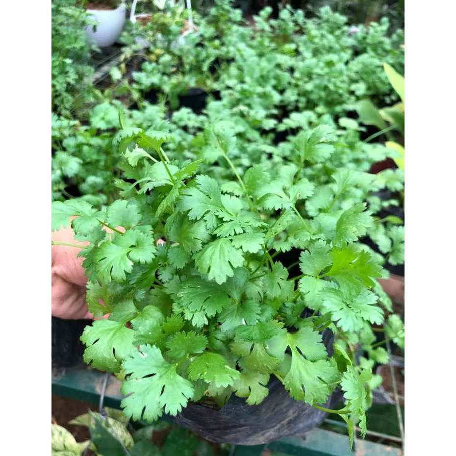 Cilantro (Herb Plant) | Shopee Philippines