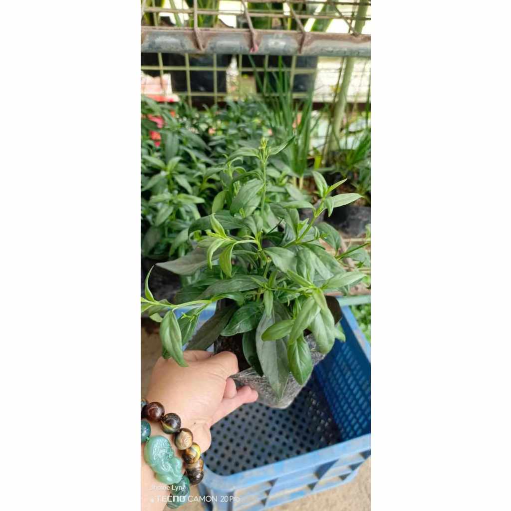 Serpentina (Herb Plant) | Shopee Philippines