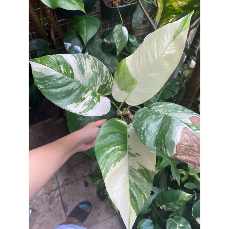 epipremnum pinnatum albo/ epi marble/ epi albo/ epi sunburst/ live ...