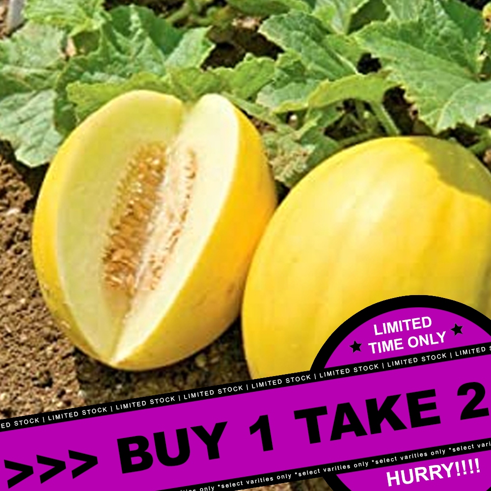 Yellow Canary Melon Seeds - Cantaloupe Seeds Melon Fruit Seeds Heirloom ...