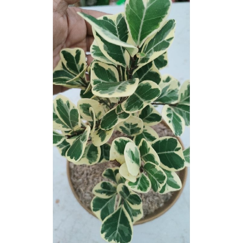 Variegated Triangularis with free pot | Shopee Philippines